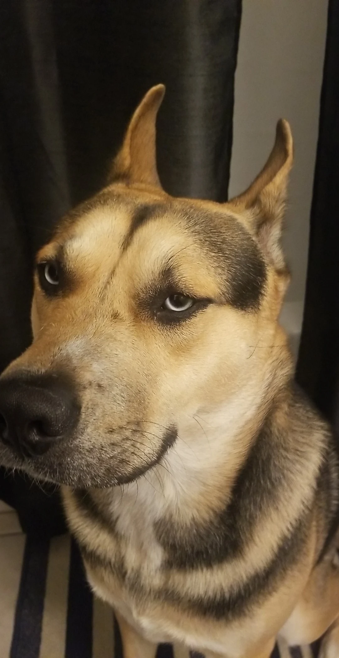 3AM. Had to pee. Brody is disgusted with me. | Scrolller