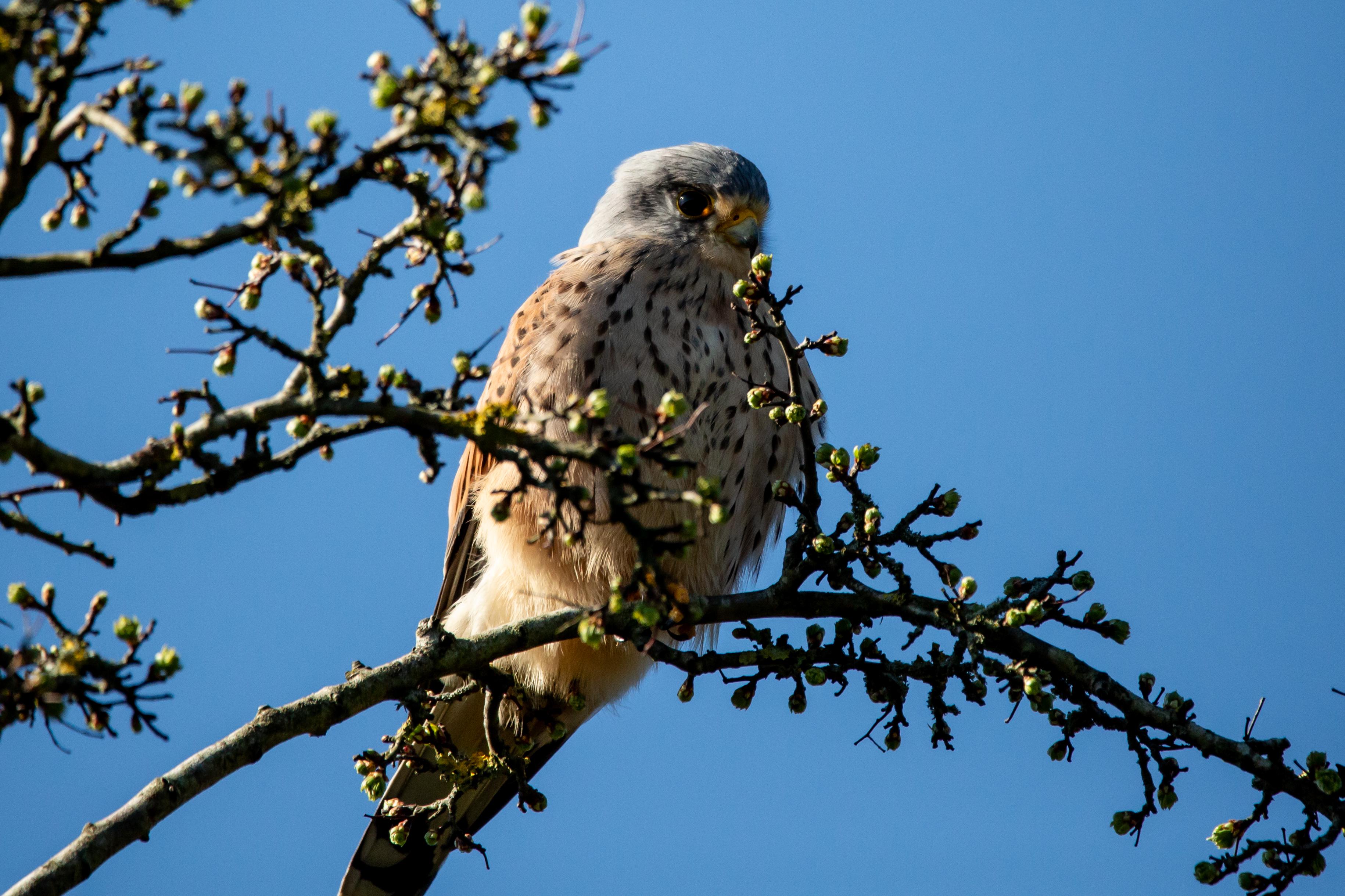 Beautiful kestrel flew in and perched about 5 metres away | Scrolller
