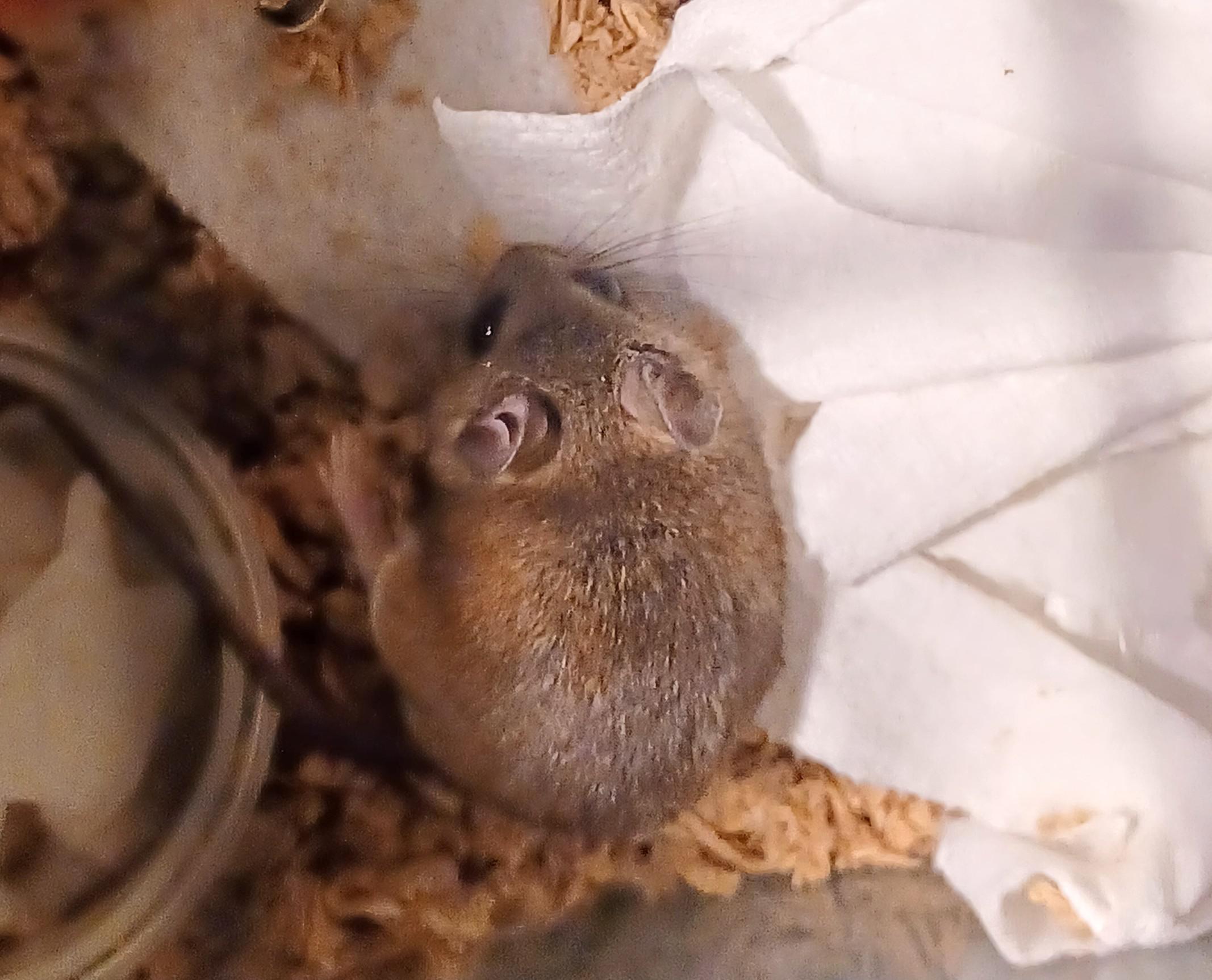 Picture of rescued mouse | Scrolller