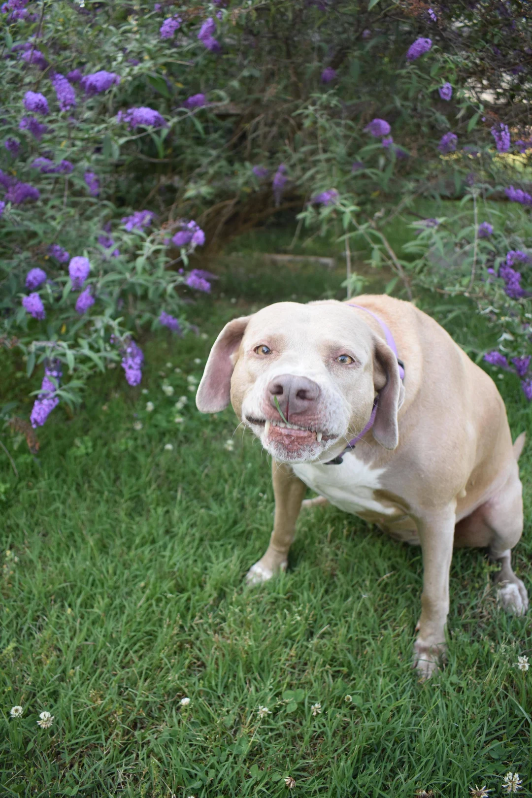 I was trying to take a nice photo of her with our butterfly bush in full bloom... | Scrolller