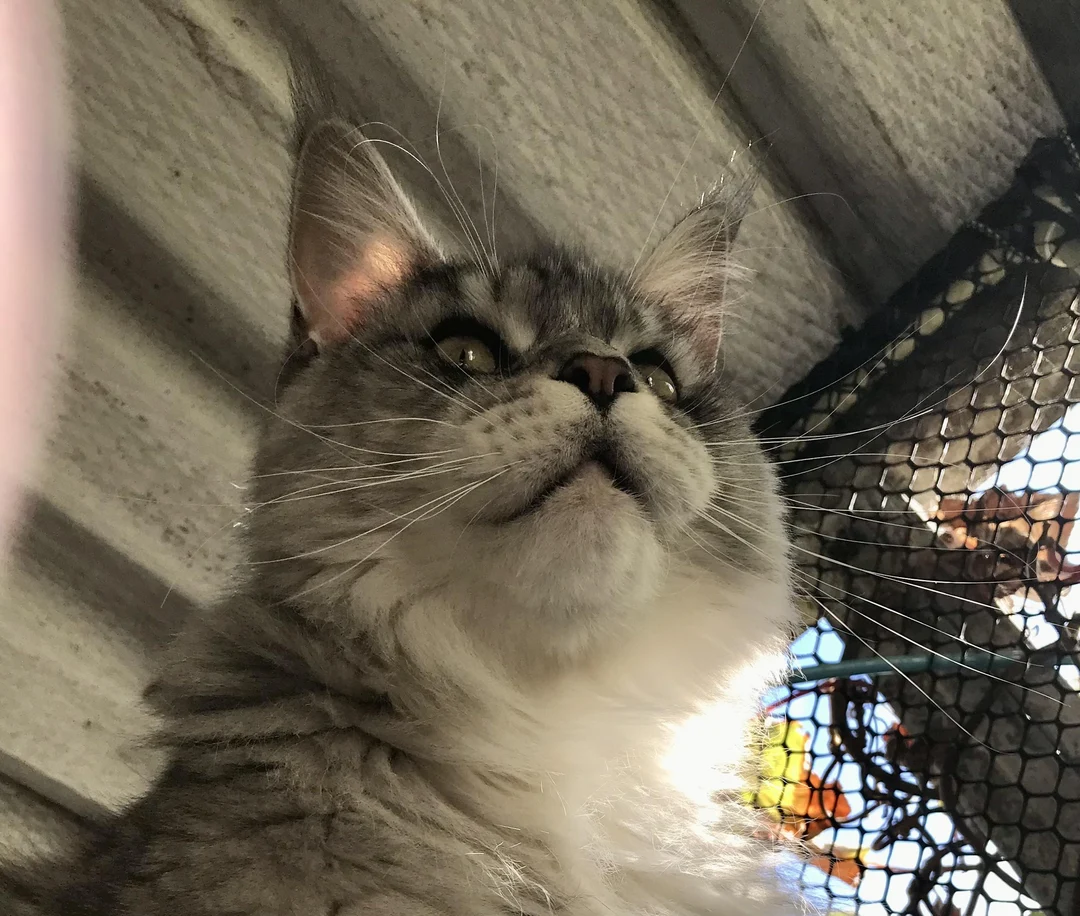 Papa: my sweetheart | Scrolller