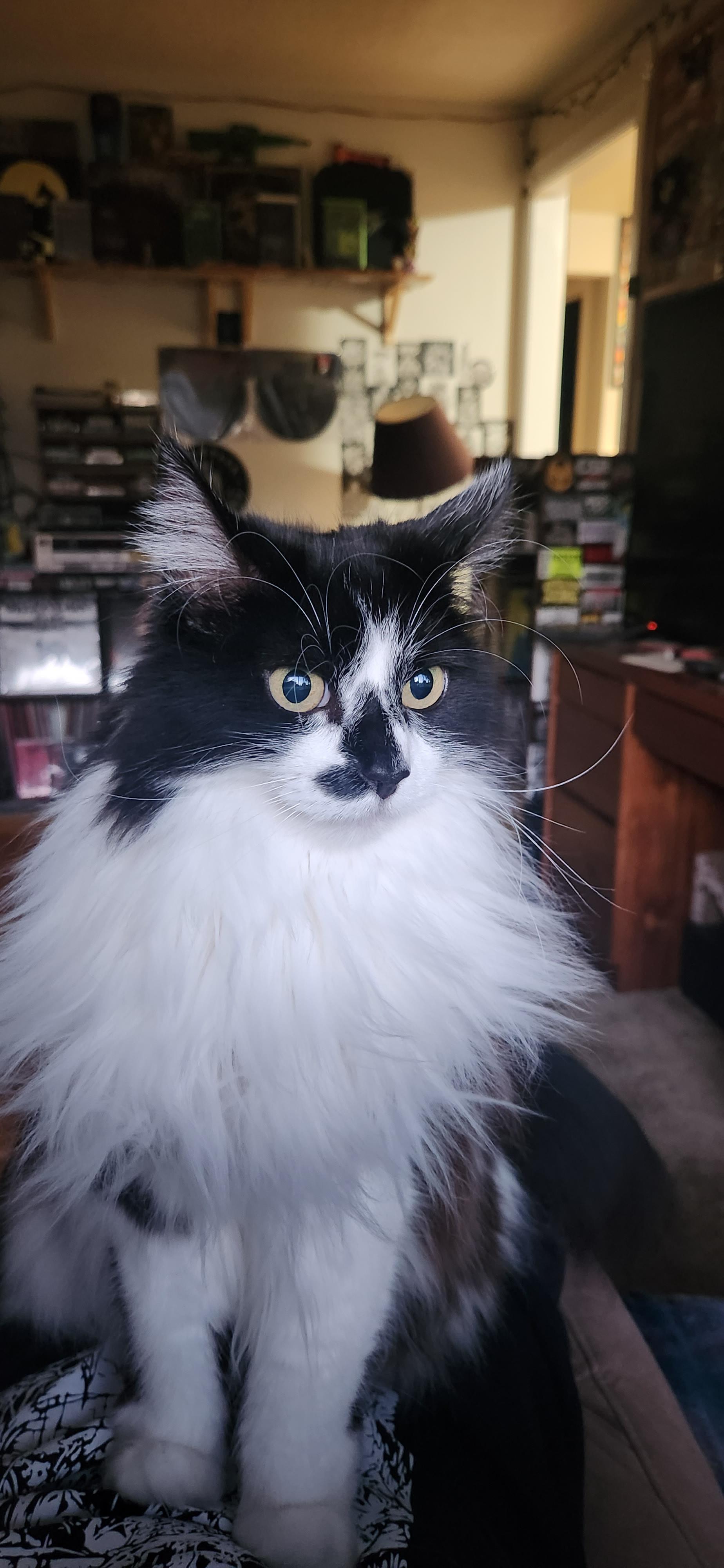 Eevee and her crazy mane. | Scrolller