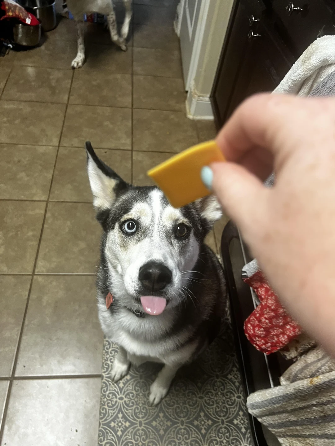 Some cheese | Scrolller