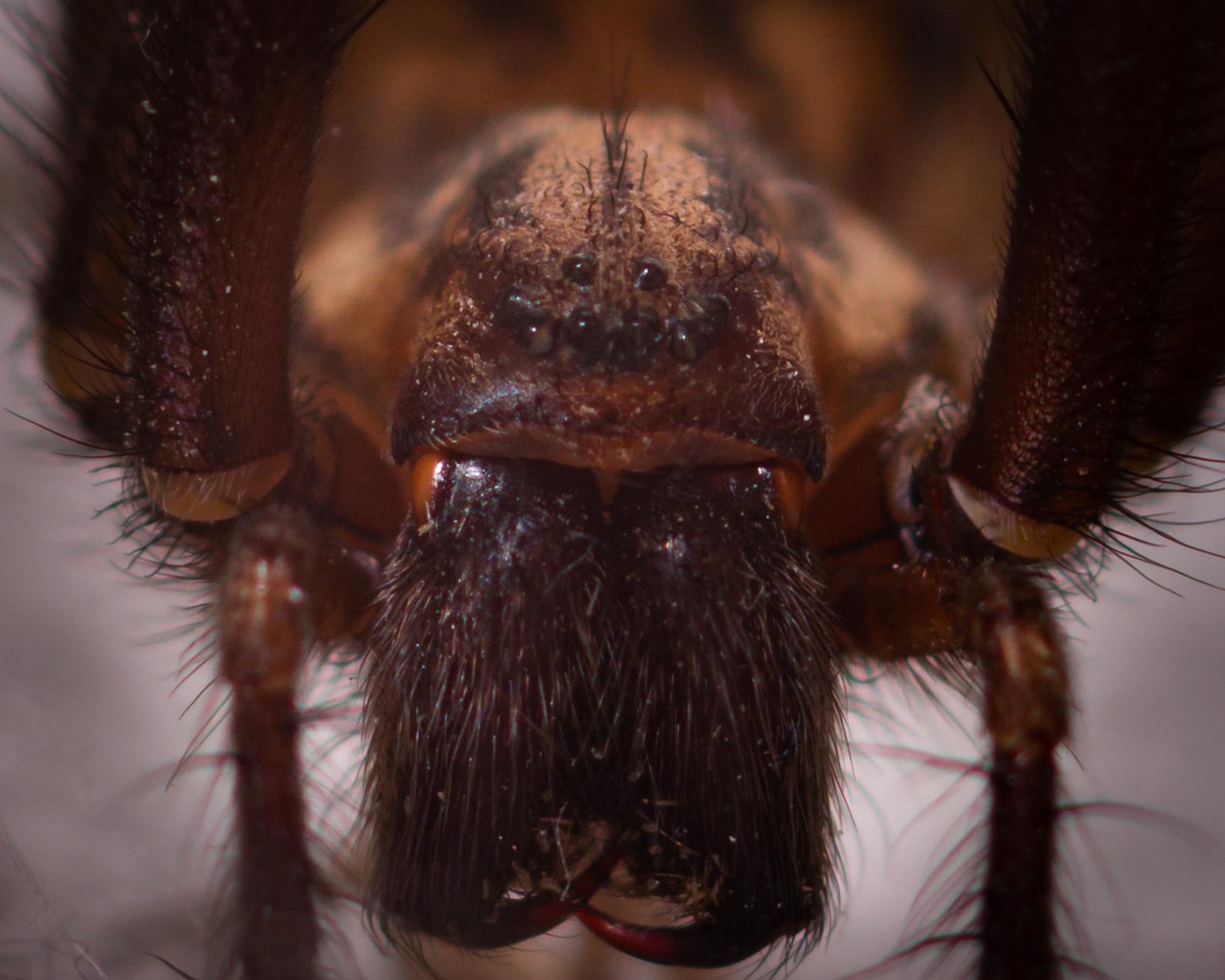 "Bart" the house spider. | Scrolller