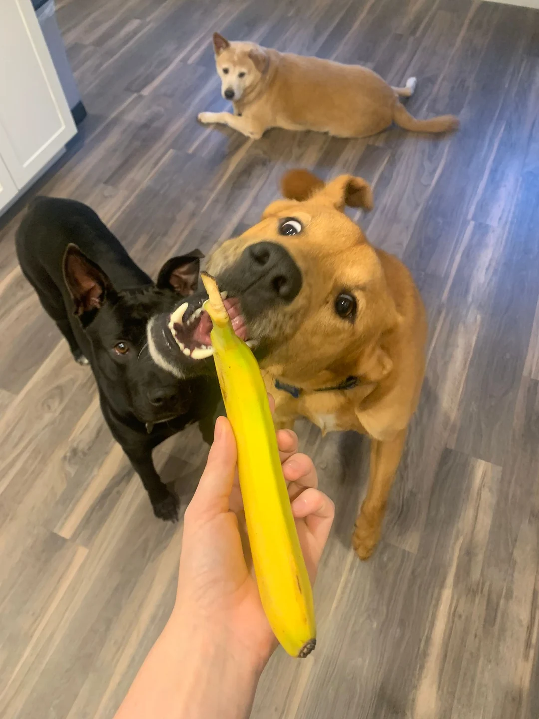 Original intent: Picture of funny-looking banana. Bonus: King being my favorite derp. | Scrolller