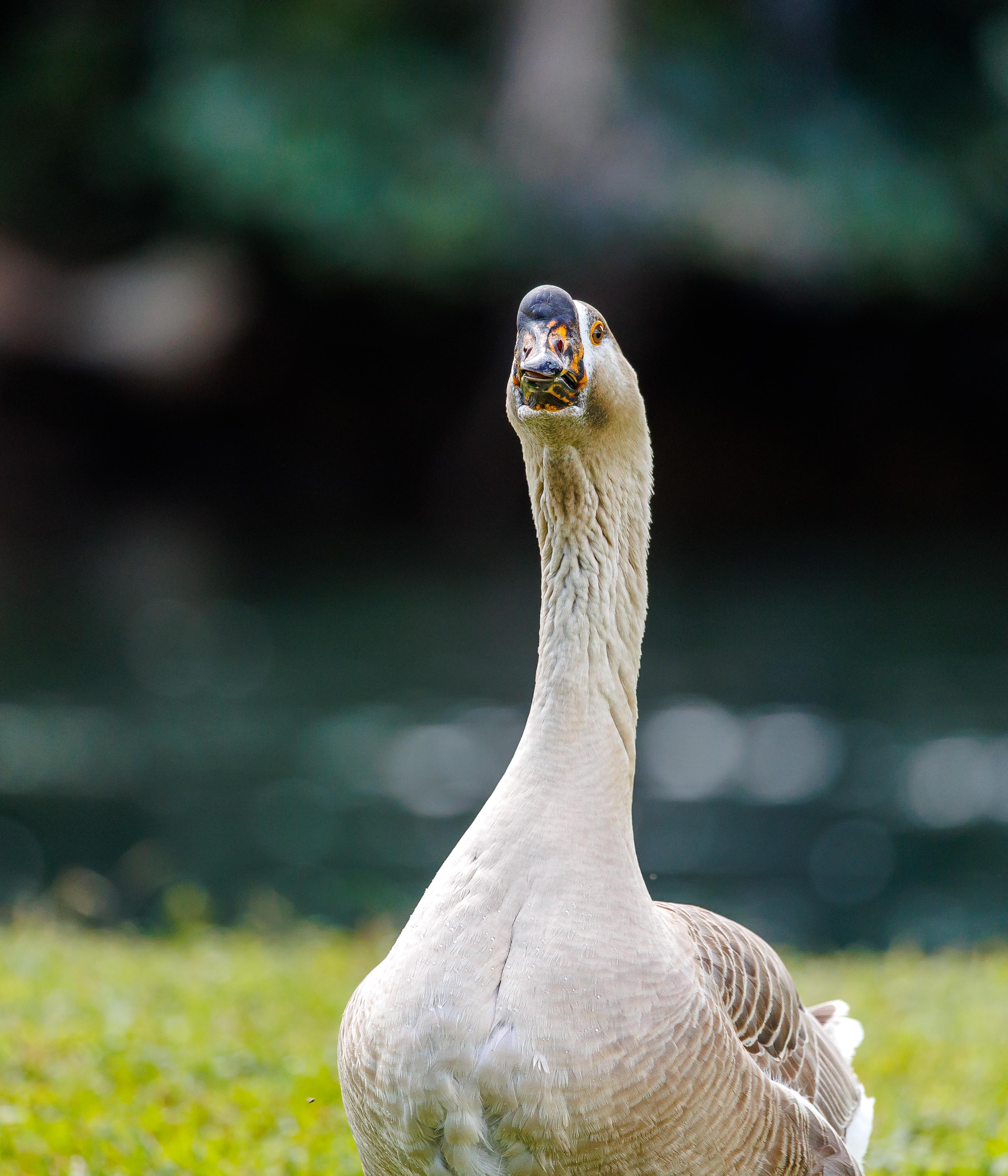 Enjoy some additional goose | Scrolller