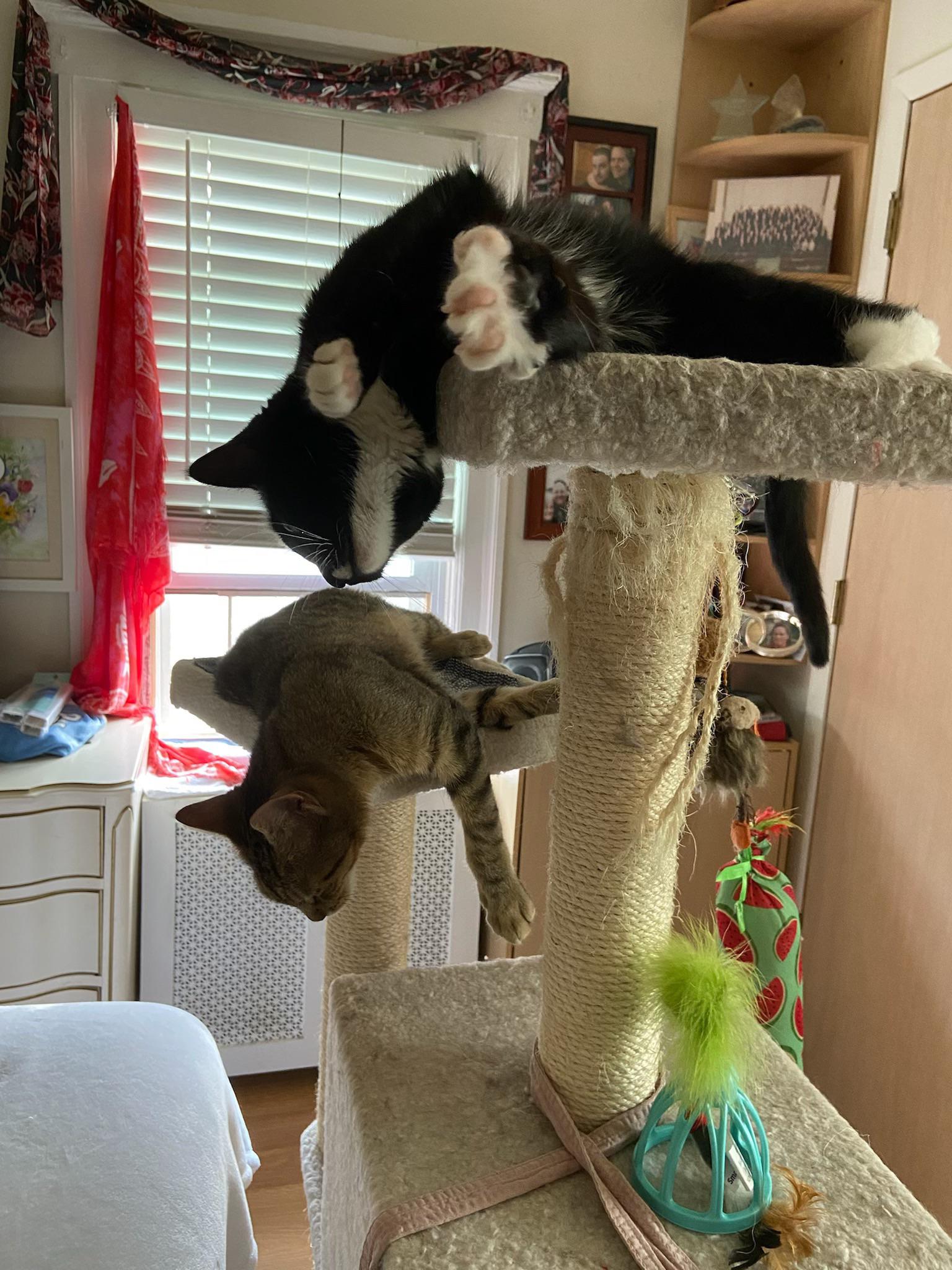 [OC] So hot the cats are melting | Scrolller