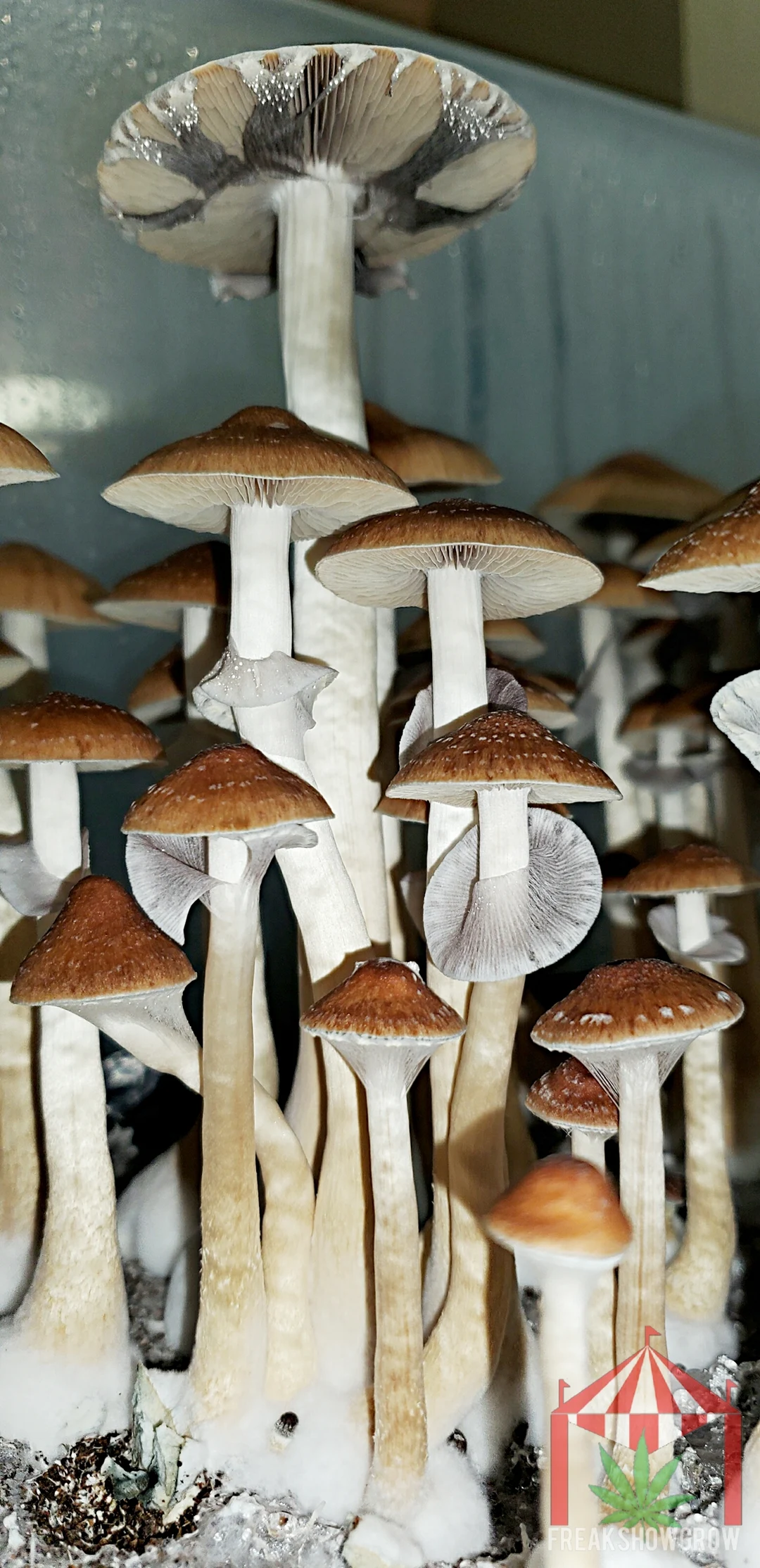 Last shot before pulling JMF [oc] | Scrolller