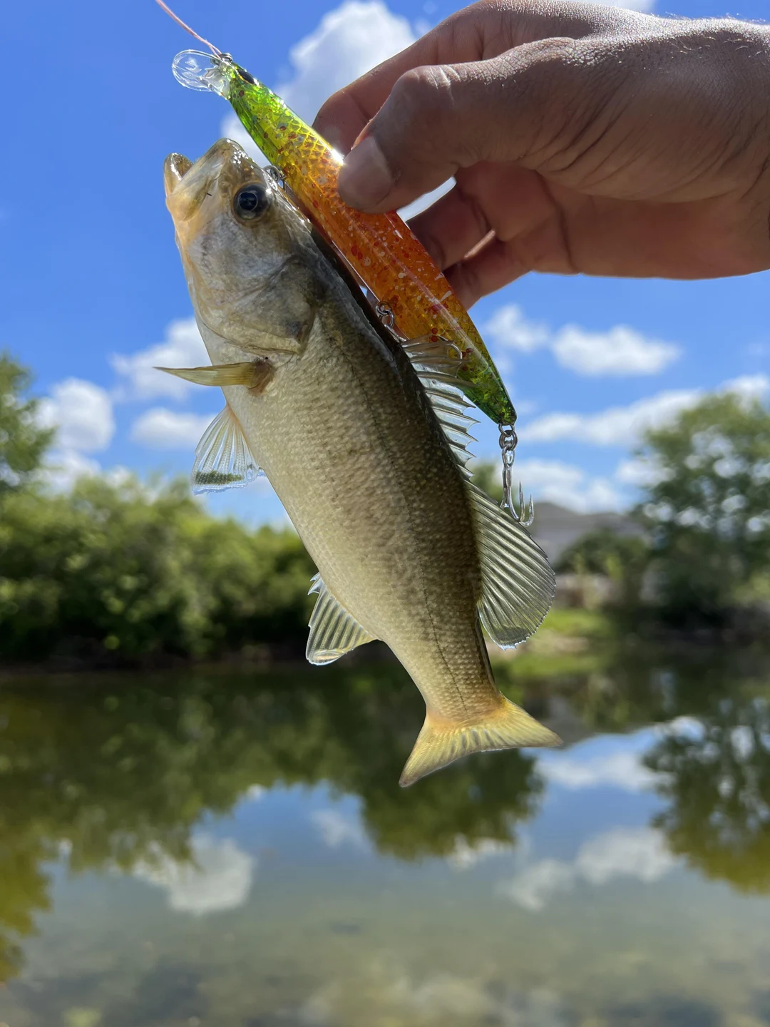 my first bass ever | Scrolller