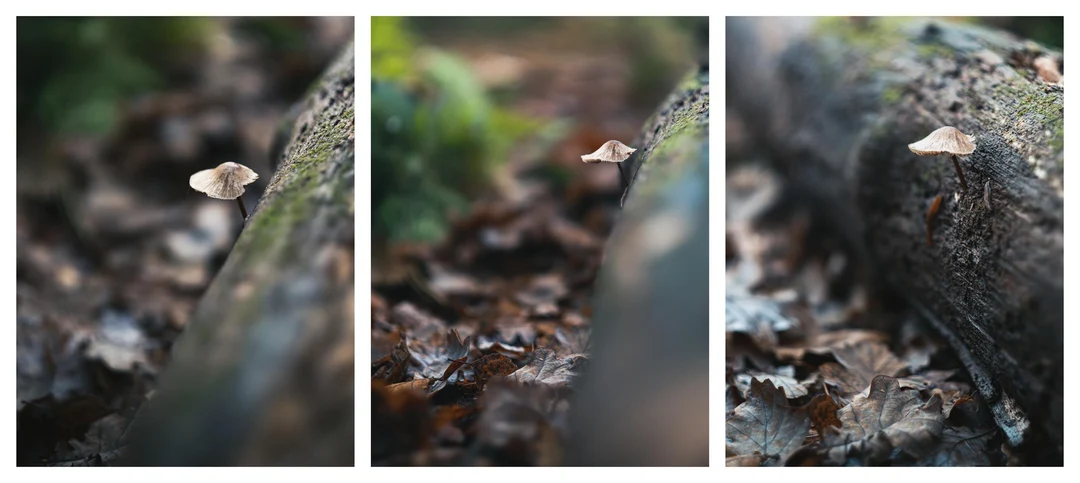 Mushroom Triptych | Scrolller