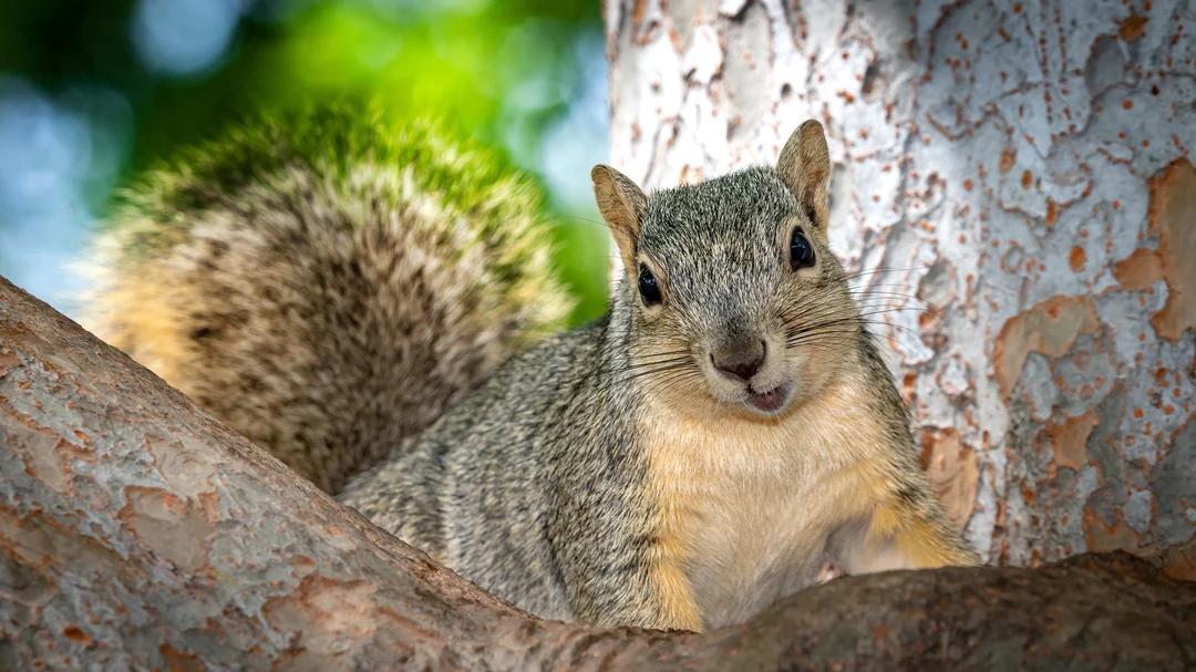 Squirrel | Scrolller