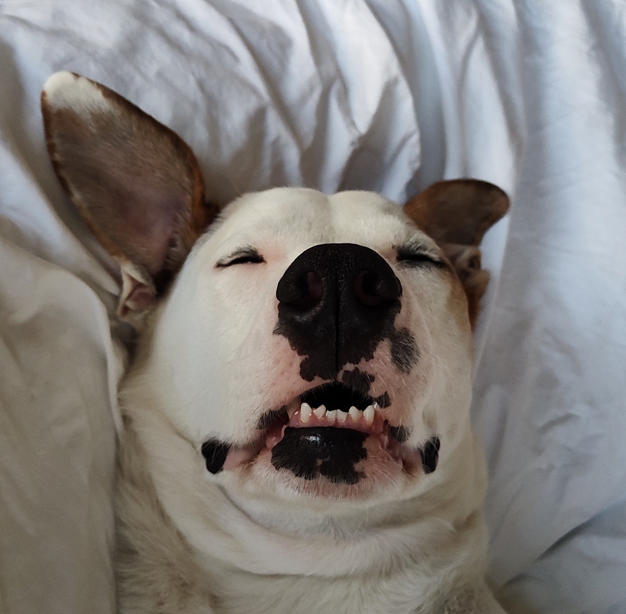 [OC] Belly Rub Bliss | Scrolller