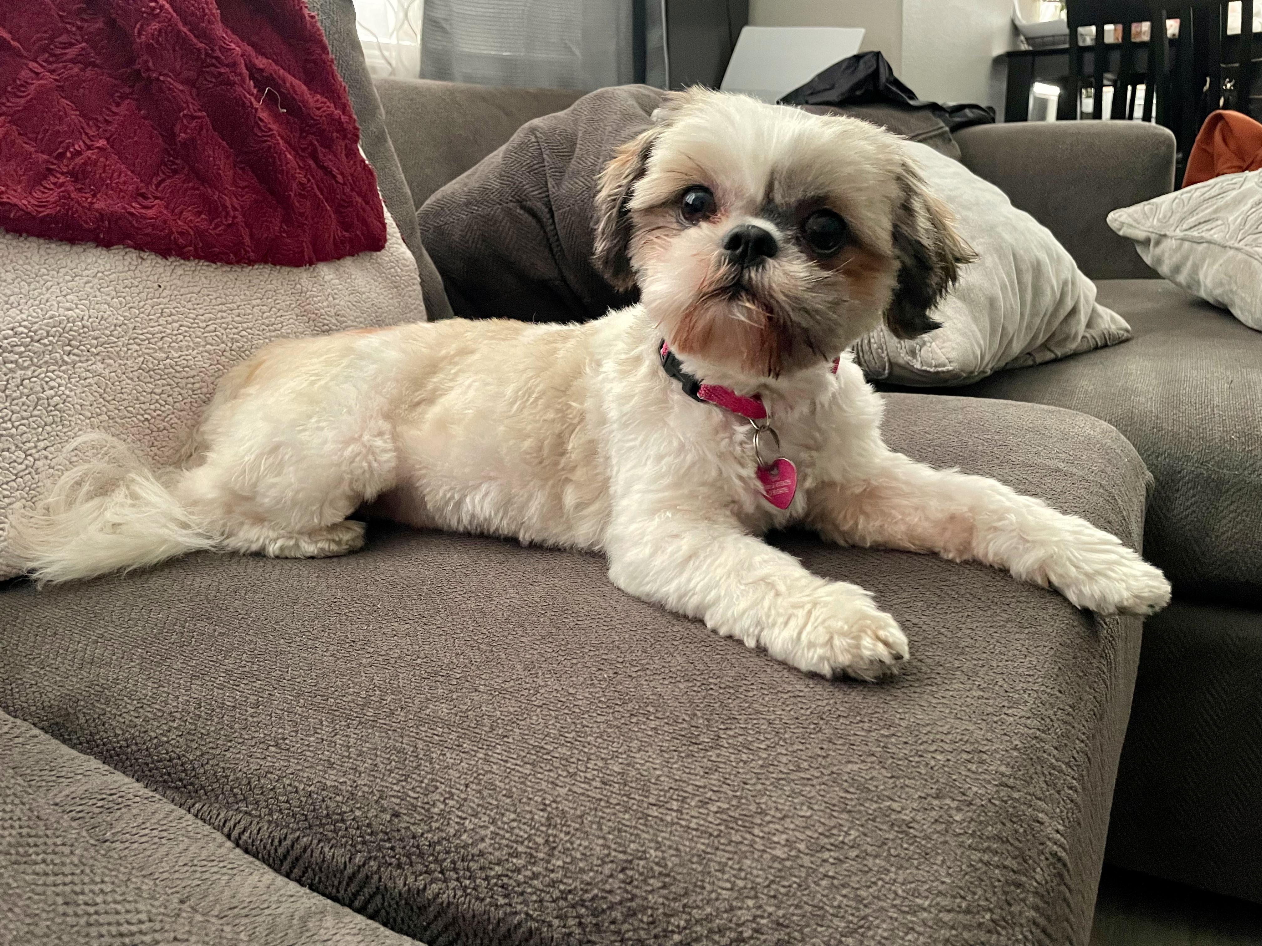 Eevee the shih tzu | Scrolller