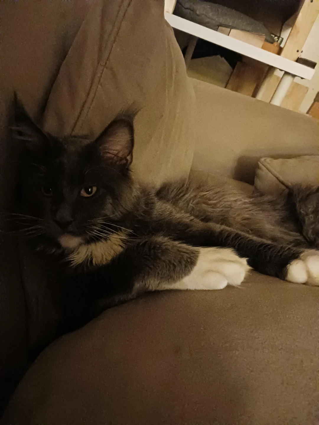 Mainecoon shadow | Scrolller