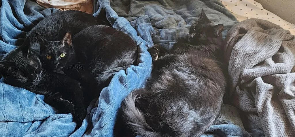 Triple Void on the bed | Scrolller