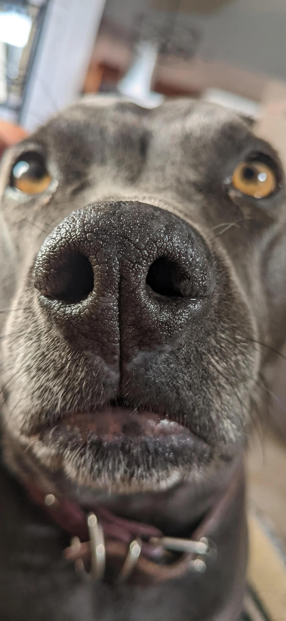 snoot :DDDD | Scrolller