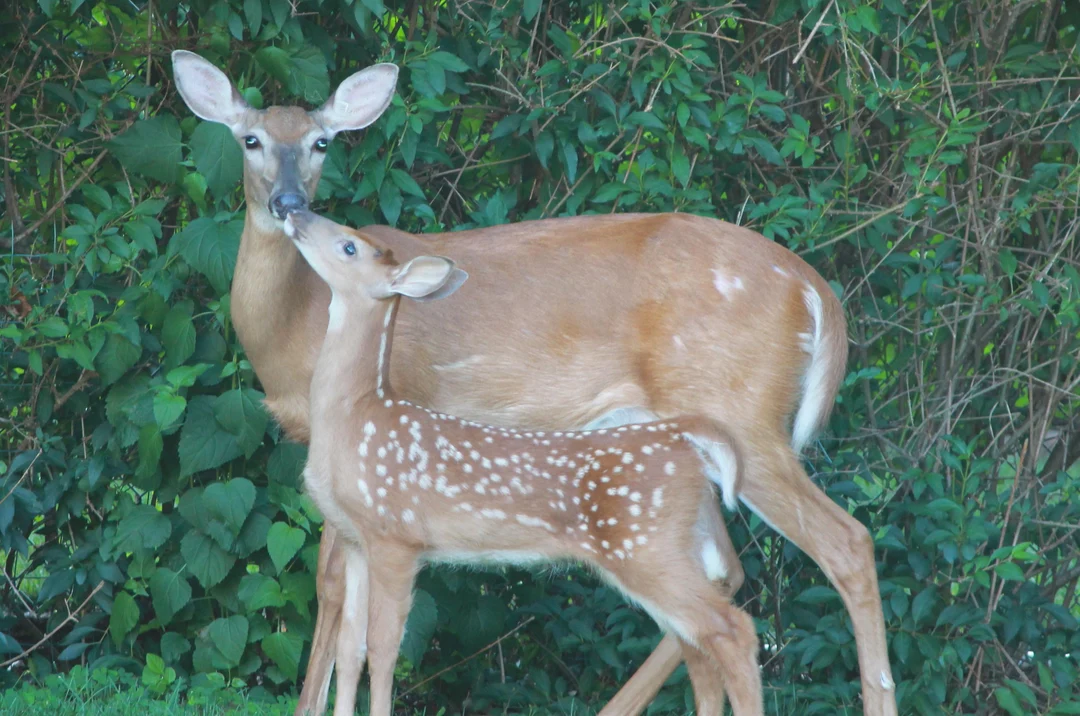 Nothing but ️- Precious moment of bonding w cute fawn[OC] Taken in our backyard in early summer ...