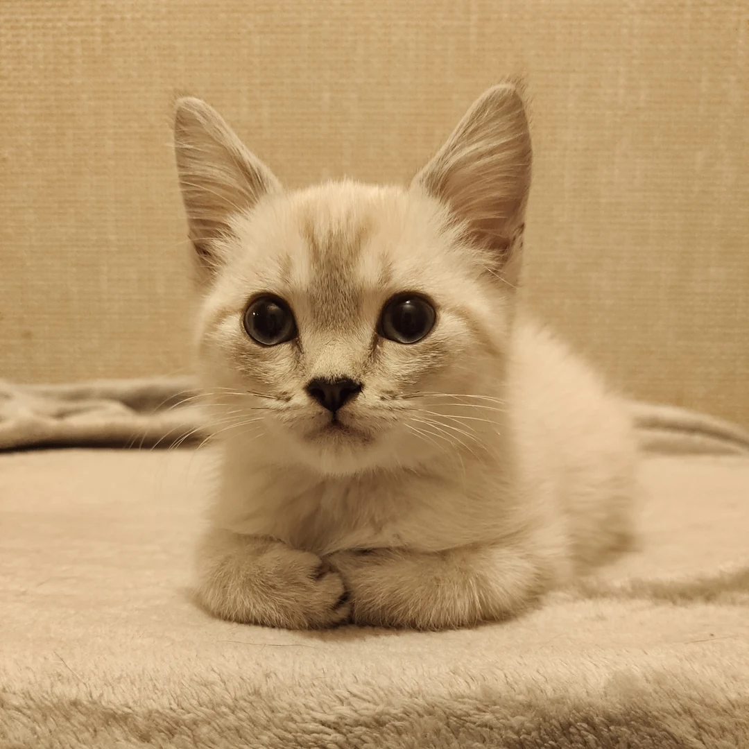 Raphael loafing around | Scrolller