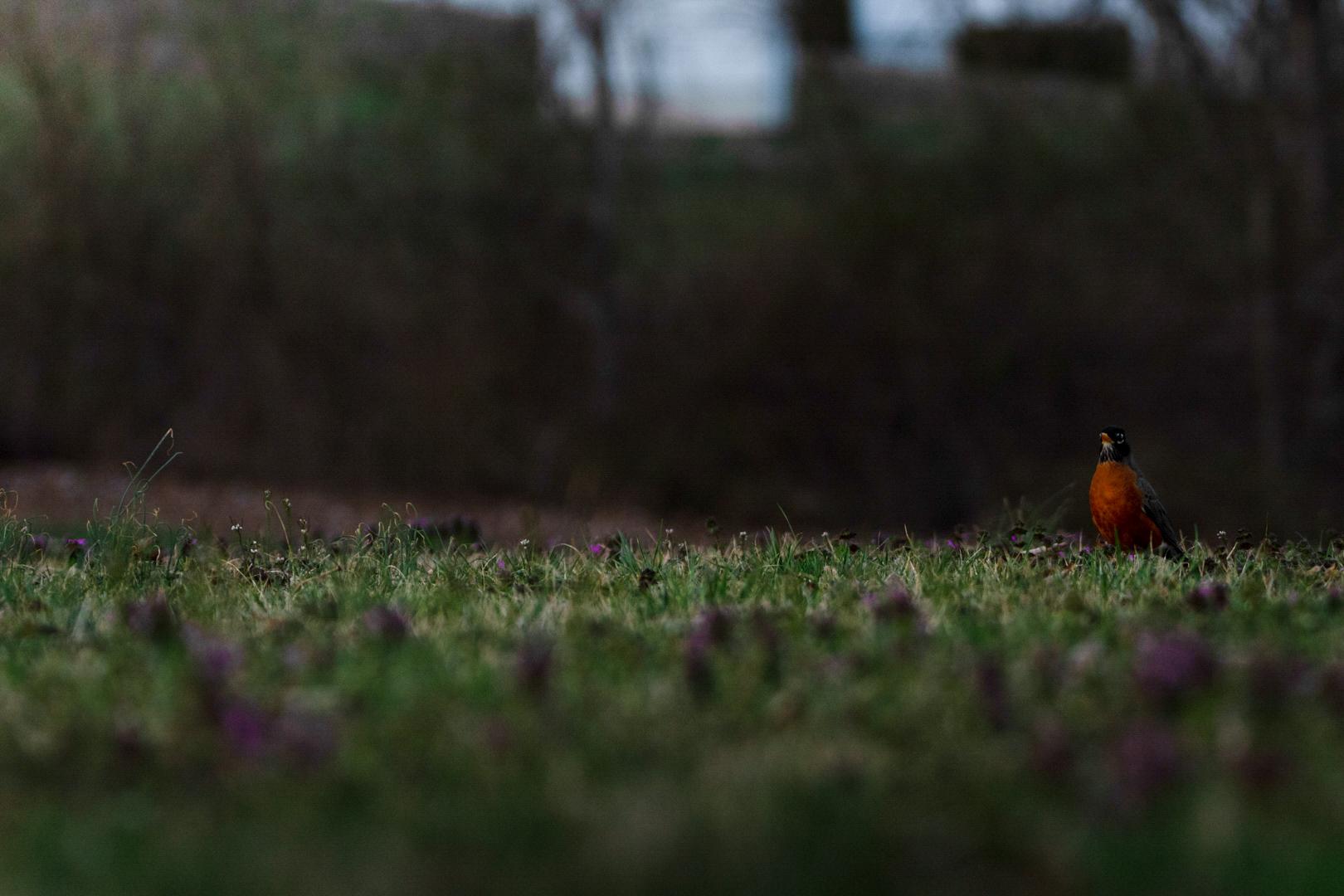 Here's a wide shot of a Robin! | Scrolller