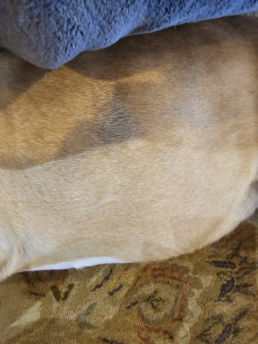 Bruise or something else? | Scrolller