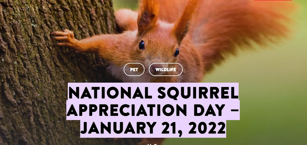 January 21 National Squirrel Appreciation Day- what are your plans for ...