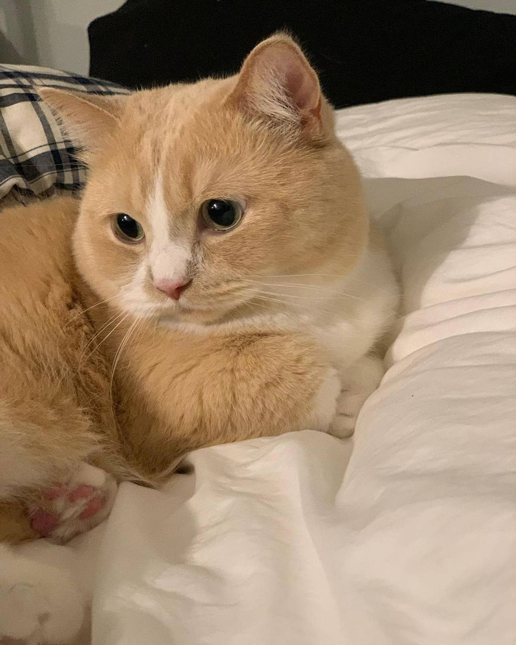 My cute Alice | Scrolller