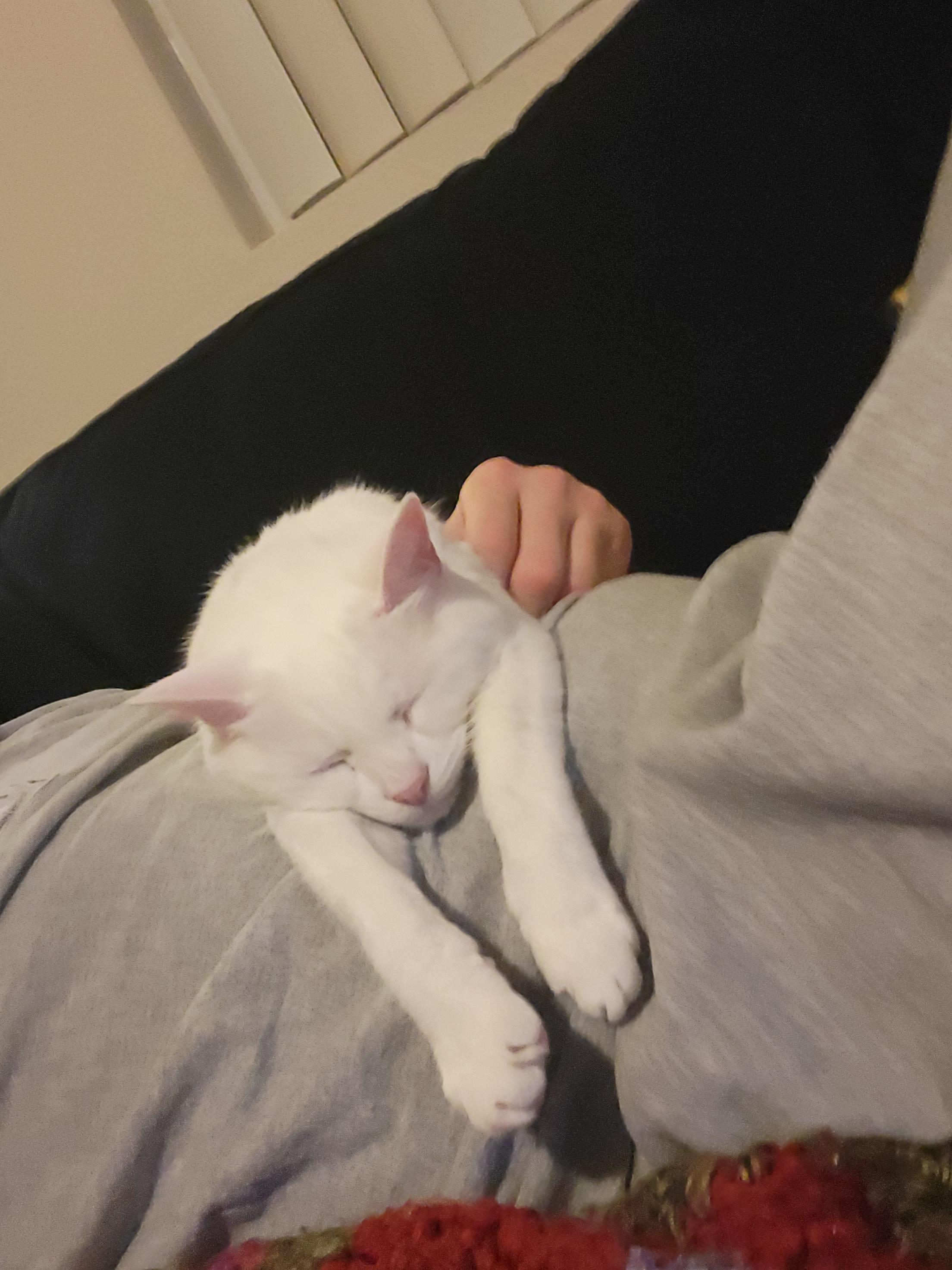 Stretch and nap | Scrolller