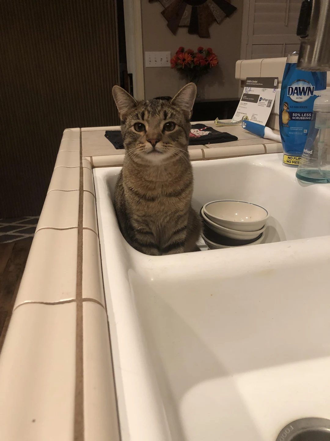 The Noodle has finished doing the dishes | Scrolller