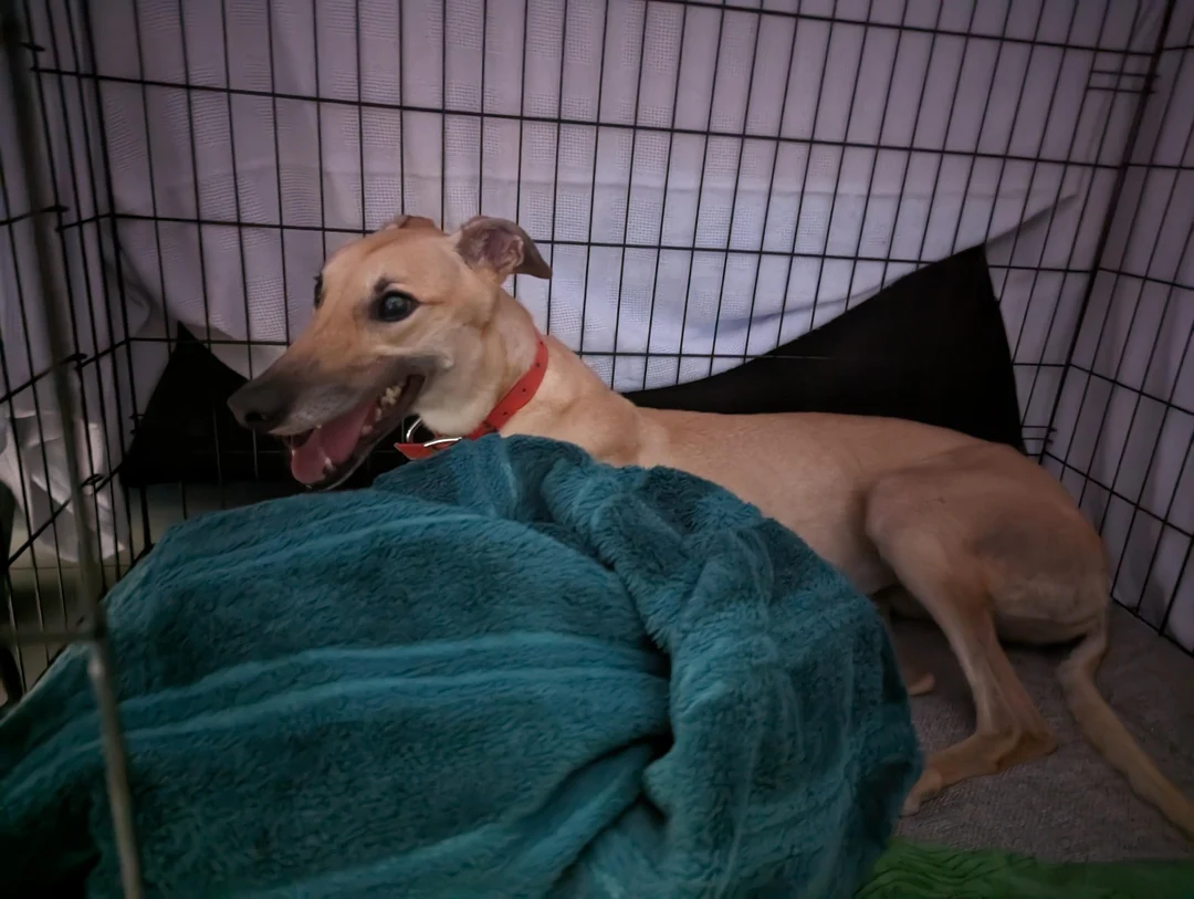 My newest family member! | Scrolller