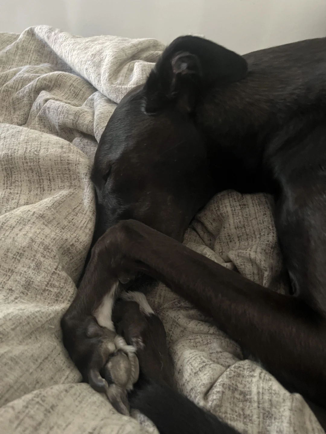 How is this dog so snuggly, being so lanky and pointy. | Scrolller