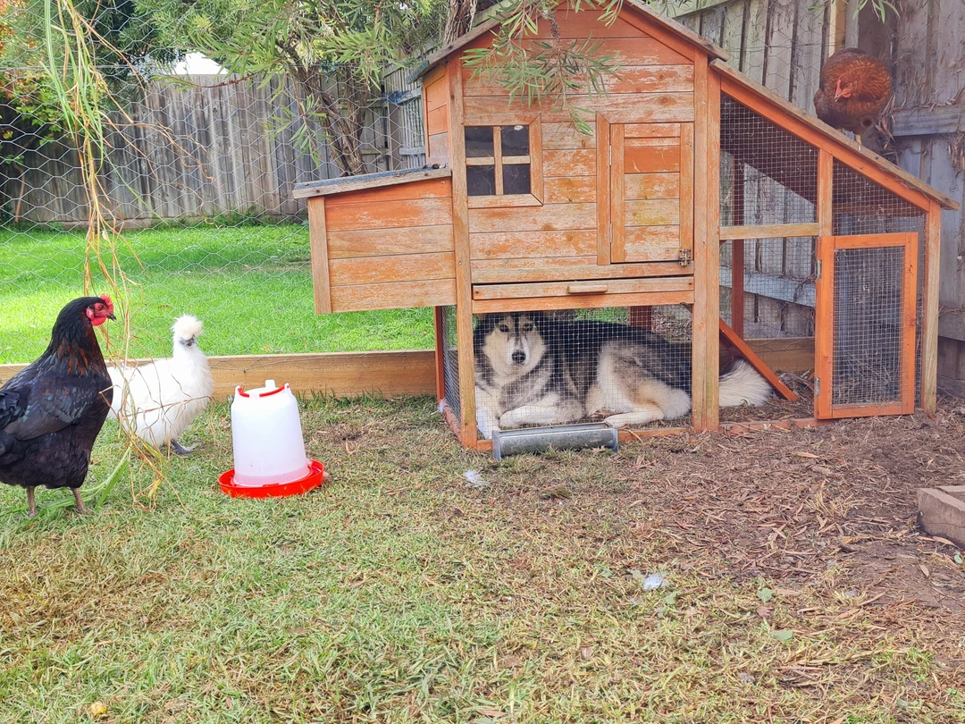 One of the chickens. | Scrolller