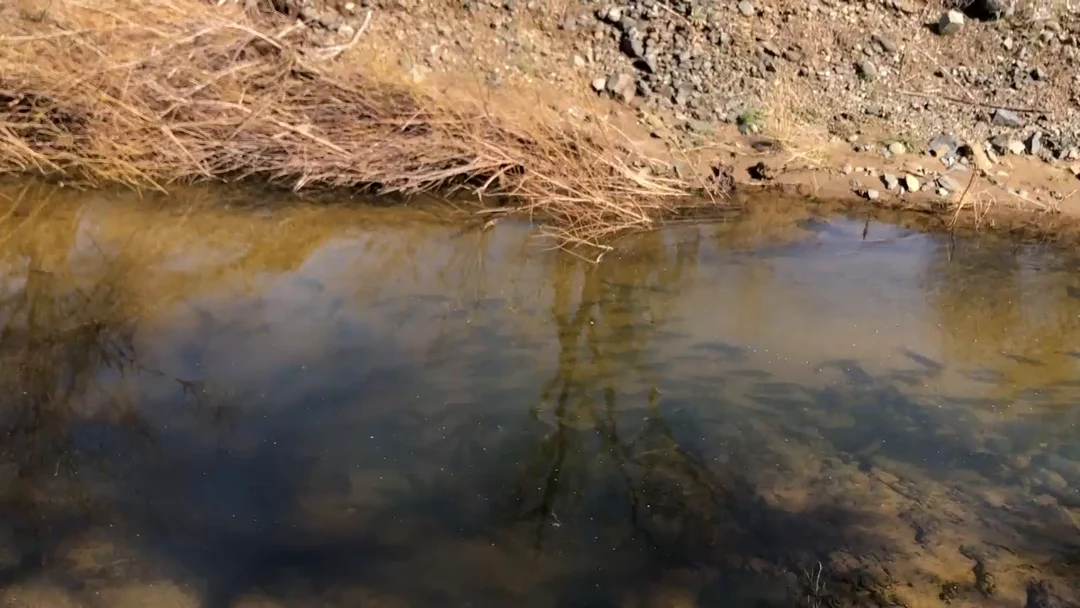 Discover more like Fishing: Carp spawning season and Related Content | Scrolller