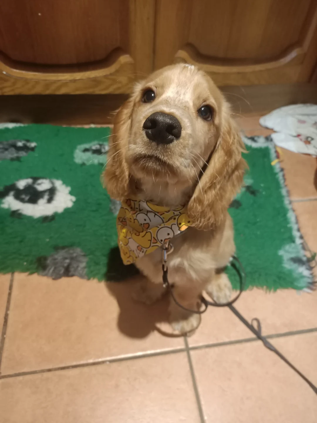 Sophie - 15 weeks, Her first grooming ️ | Scrolller