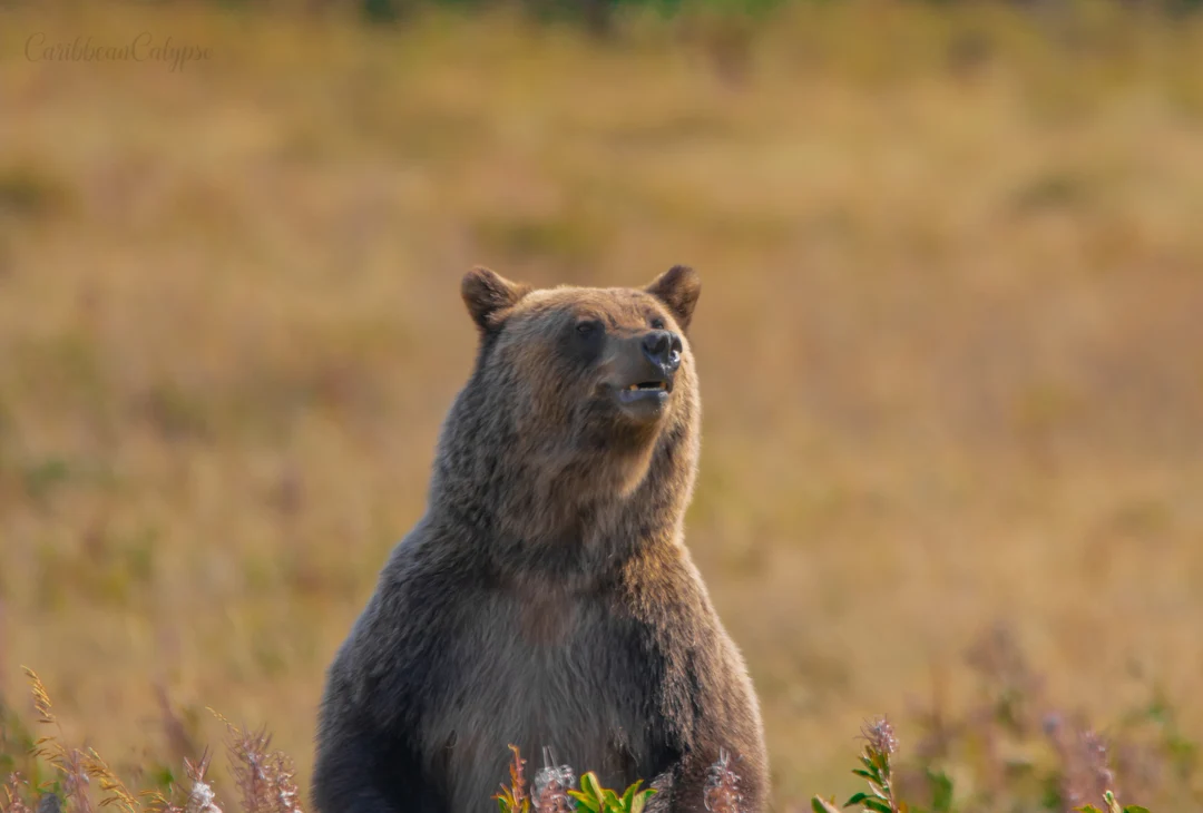Grizzly sniffing its surroundings [OC] | Scrolller