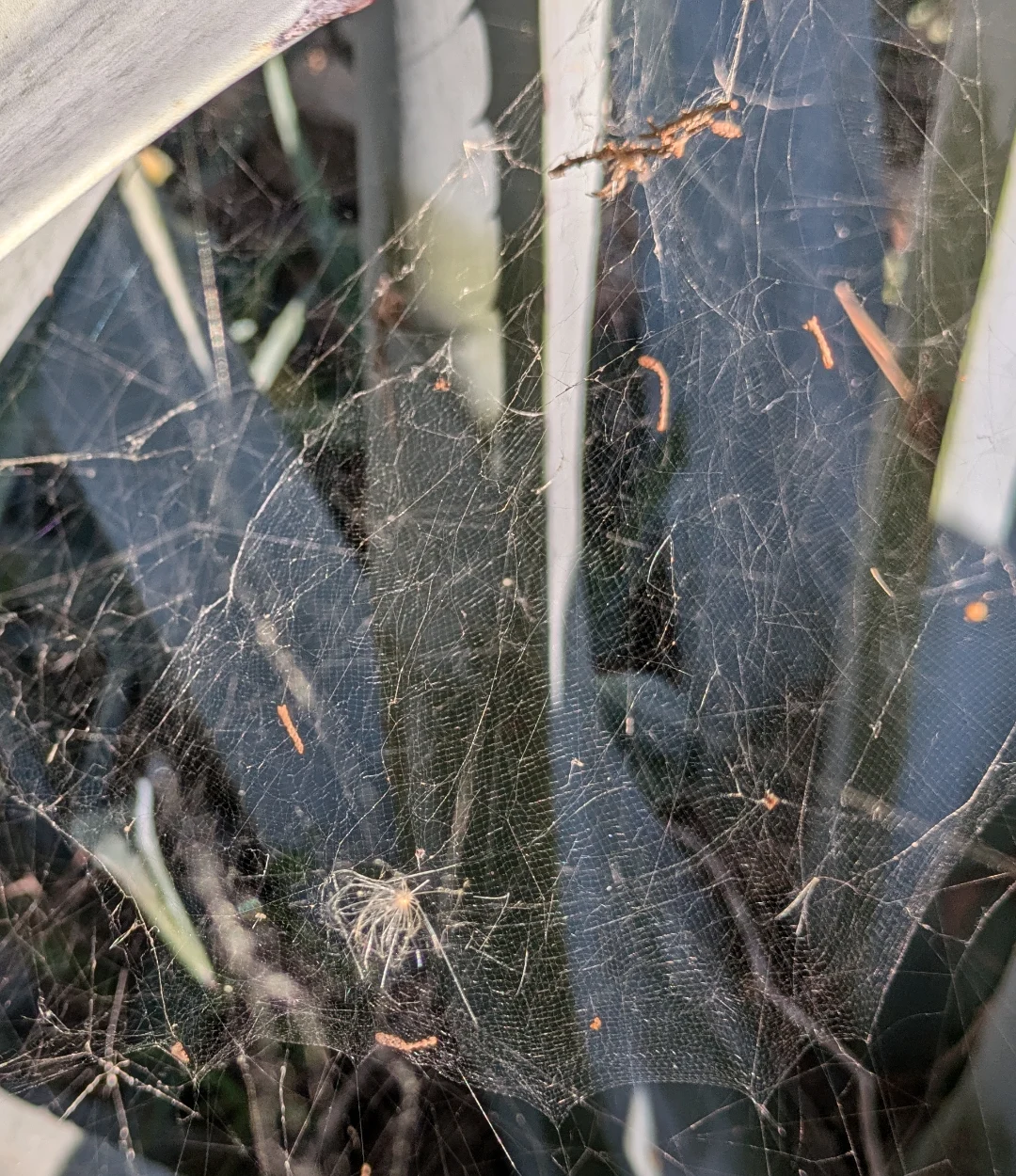 This spider web is built as a square grid | Scrolller