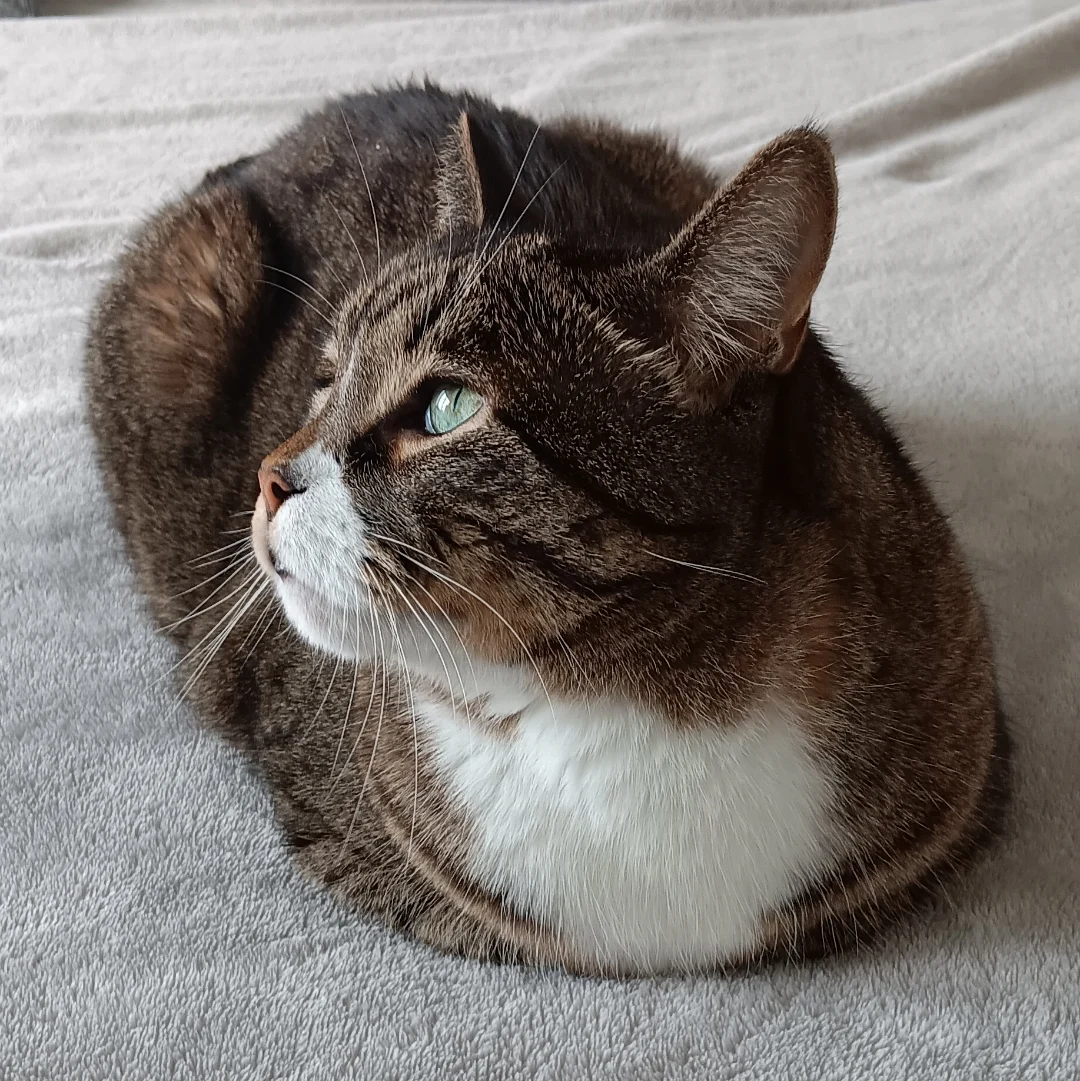 Handsome loaf, deep in thought | Scrolller