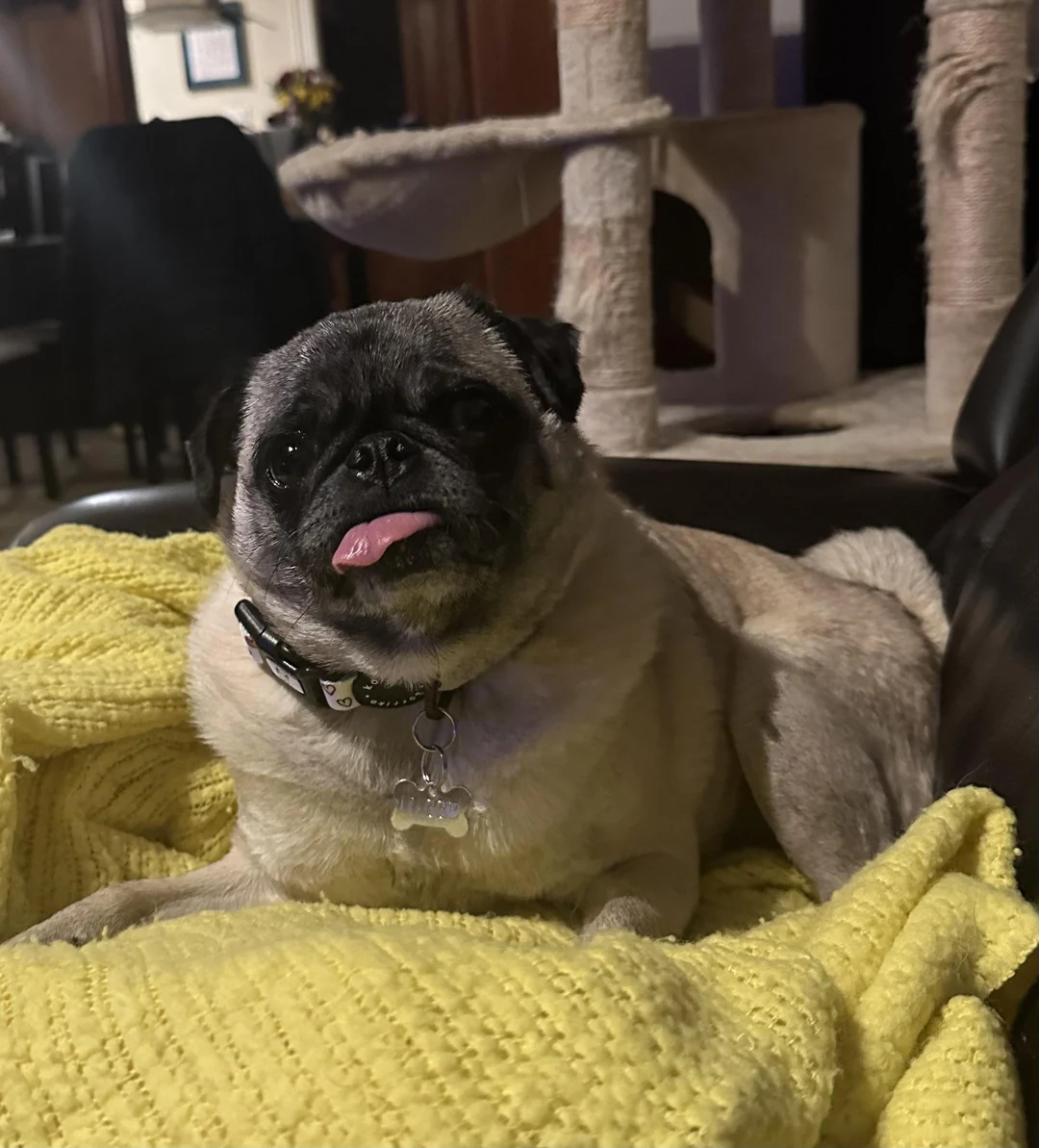 Discover more like Pug: Pug sitting and Related Content | Scrolller