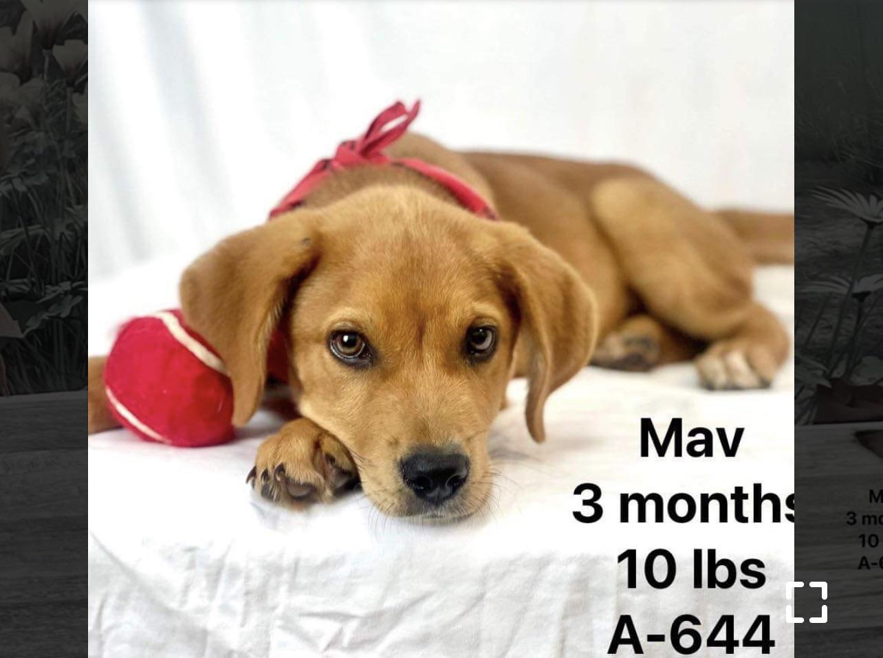 [OC] dnd dog name | Scrolller