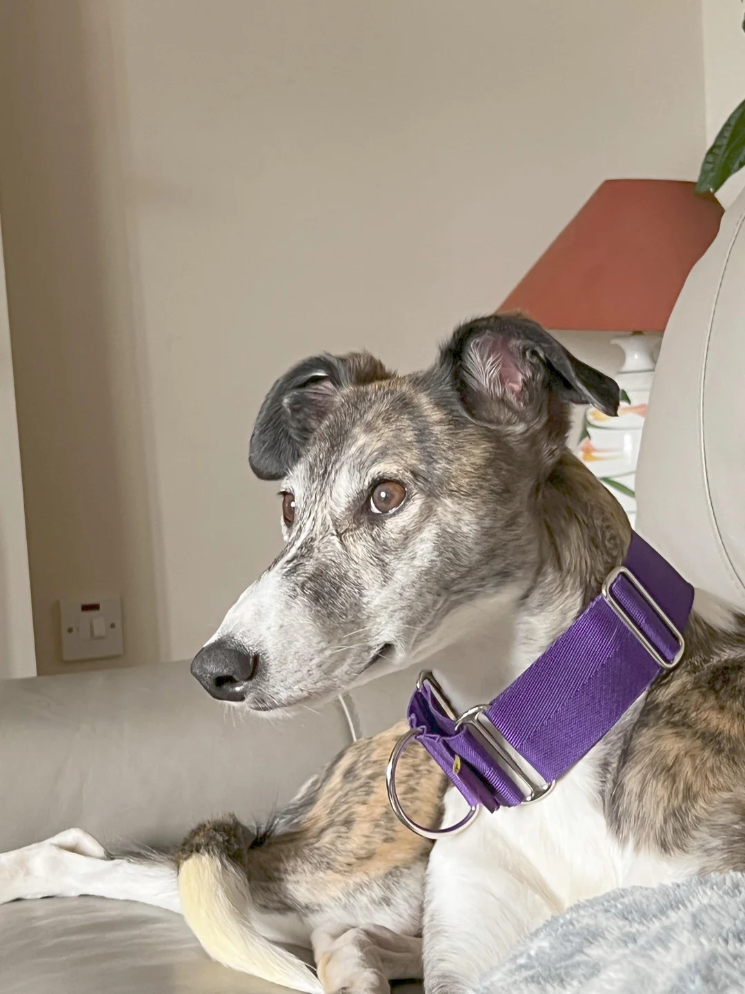 Discover more like Greyhounds: So soft. and Related Content | Scrolller