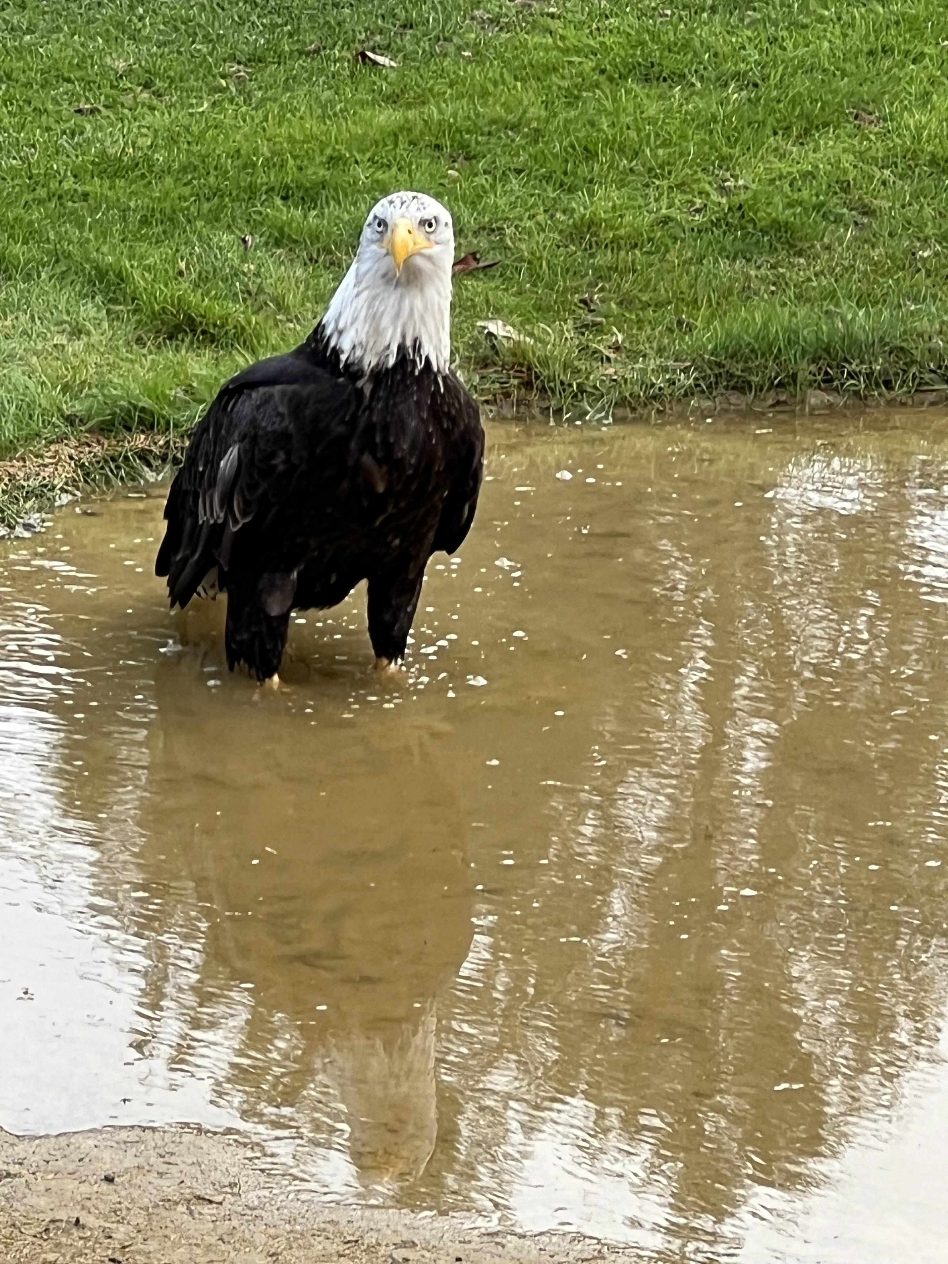 Bold fella | Scrolller