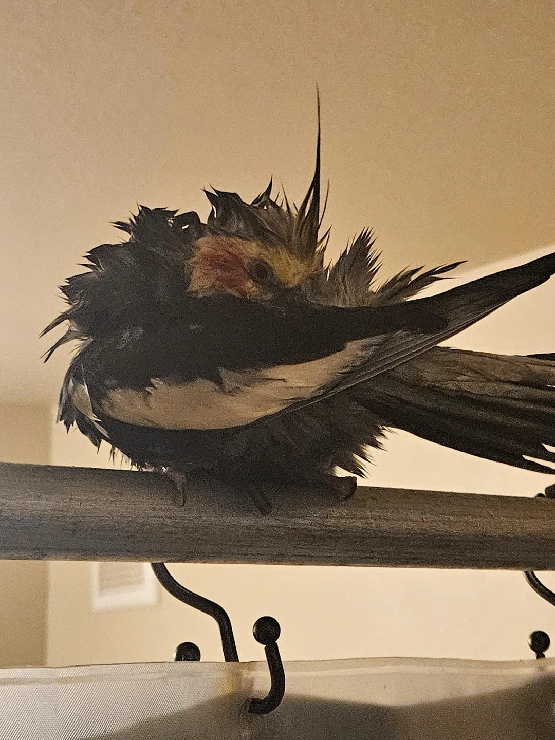 Hot and steamy borb | Scrolller