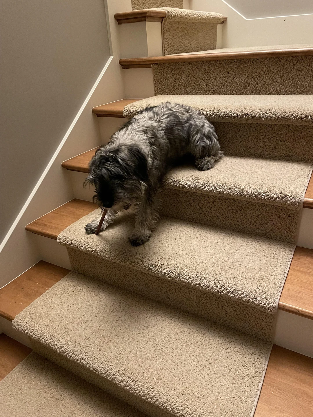 Our puppy likes to sit on the stairs facedown, which looks far from comfortable | Scrolller