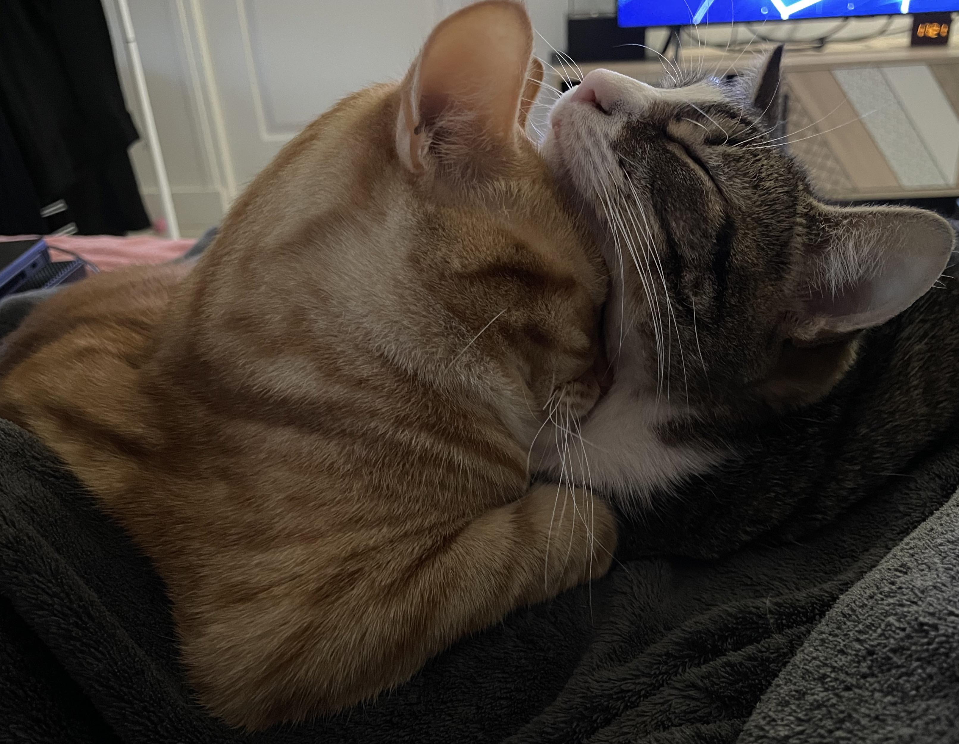 (OC) THIS is true love 😻😻😻 | Scrolller