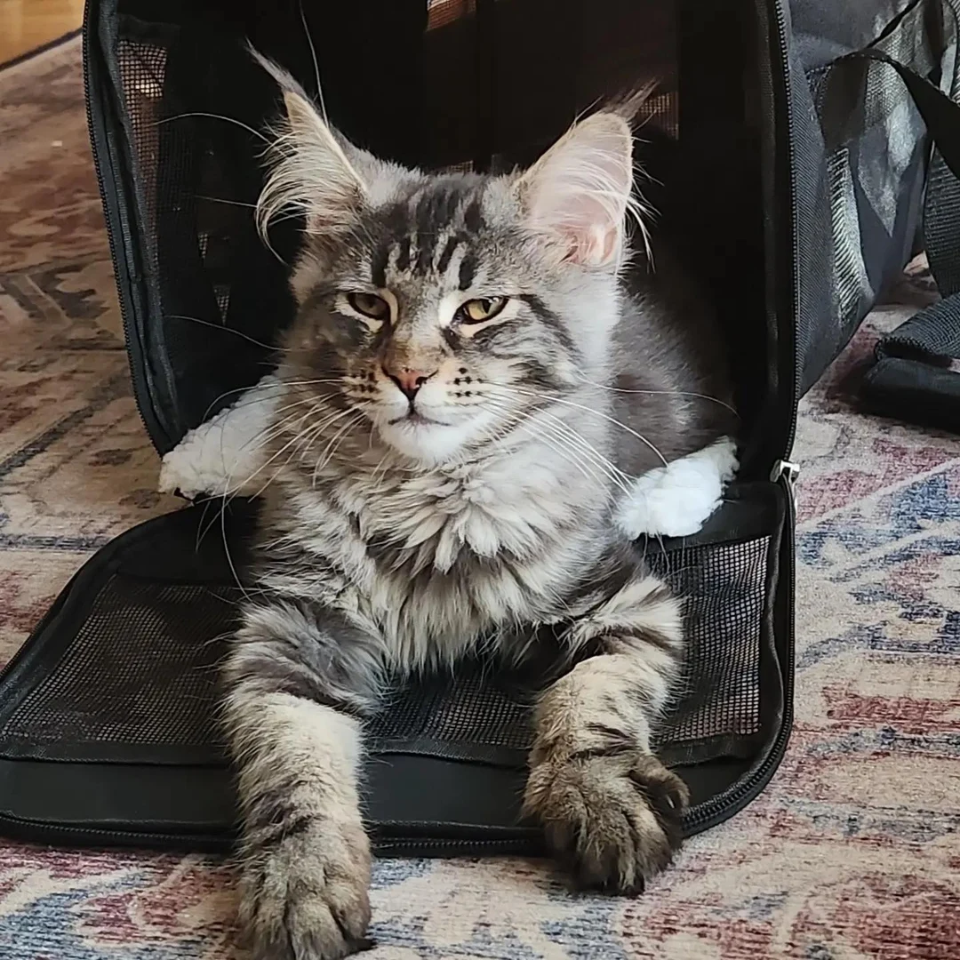 what litter boxes do you use? | Scrolller