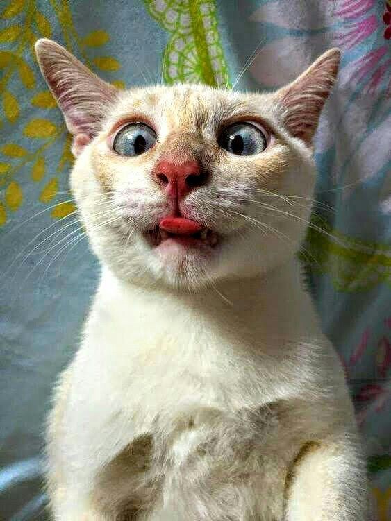 Blep blep | Scrolller