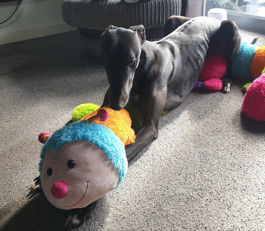 The famous greyhound stare | Scrolller