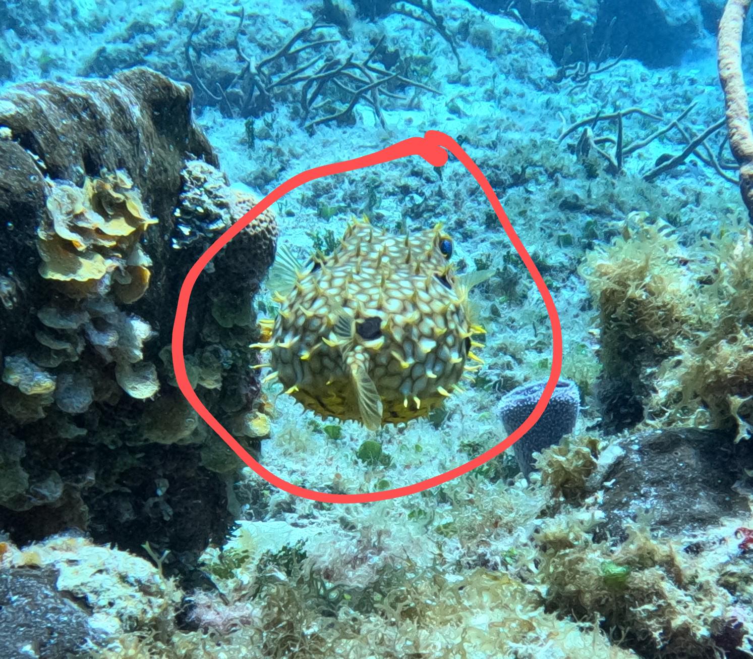 Can anyone help identify? | Scrolller