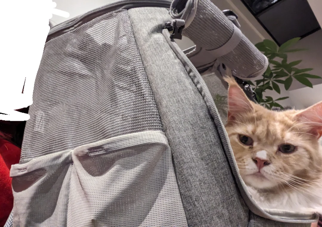 He sits on my lap only in the backpack | Scrolller