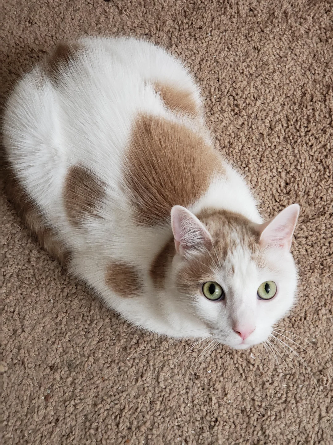 Felix loaf | Scrolller