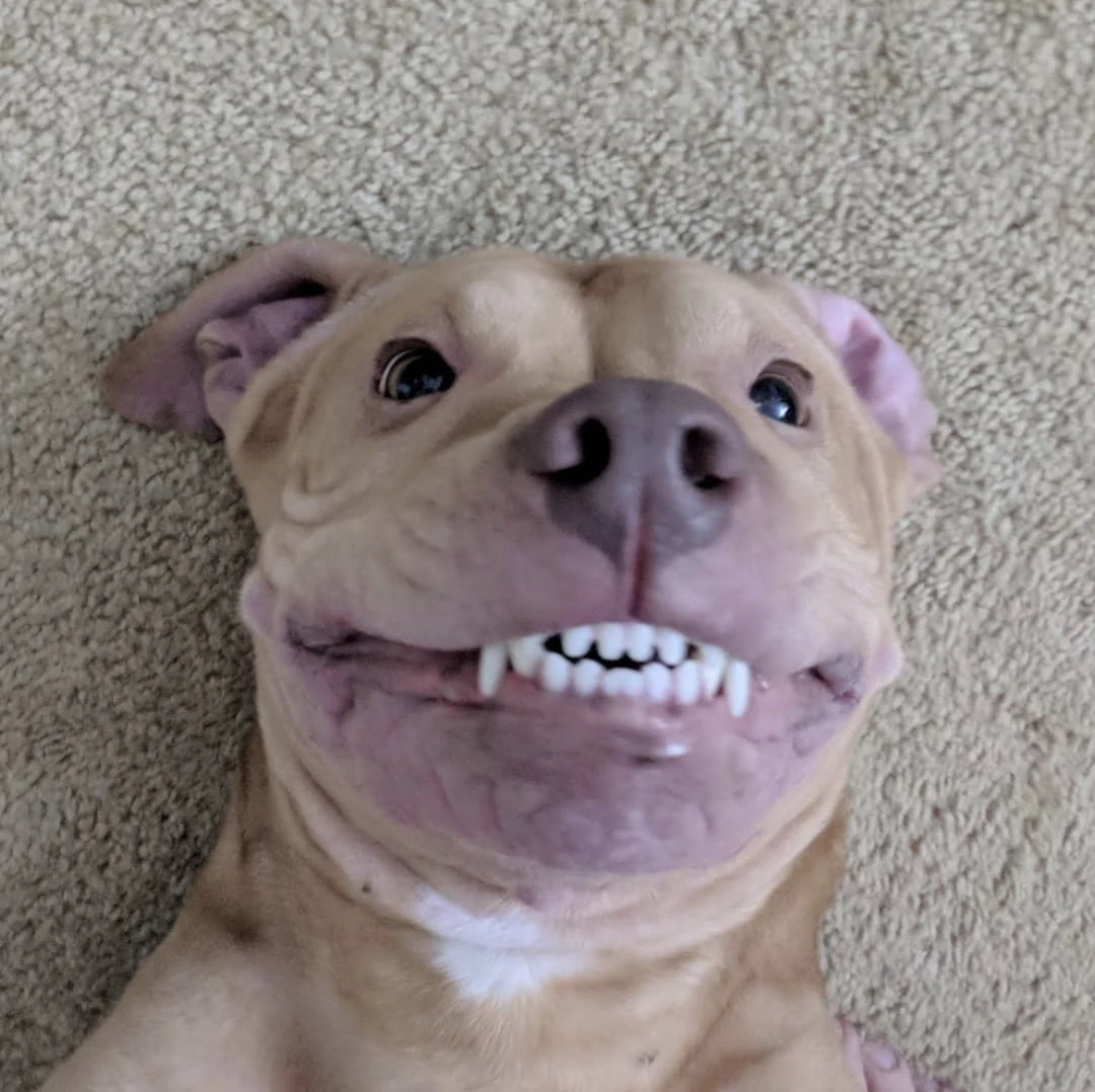 My friends dog I took a picture of a while back. Derpiest pit I’ve ever met | Scrolller